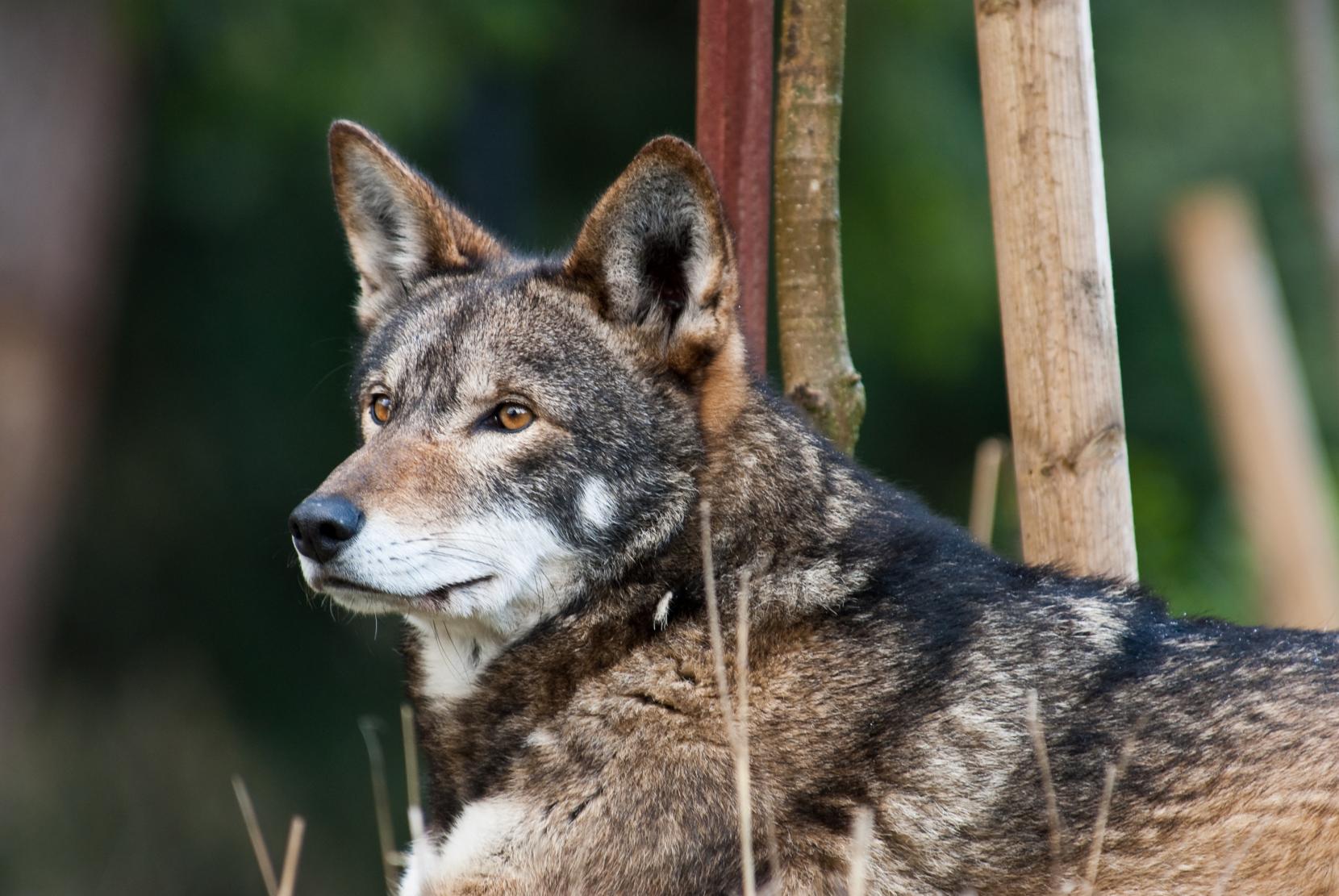 Endangered American red wolves are on the brink of extinction ...