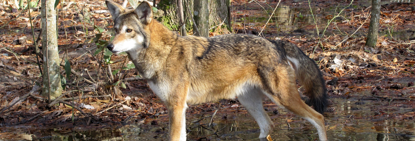 Halted program could spell extinction for red wolves - Southern ...