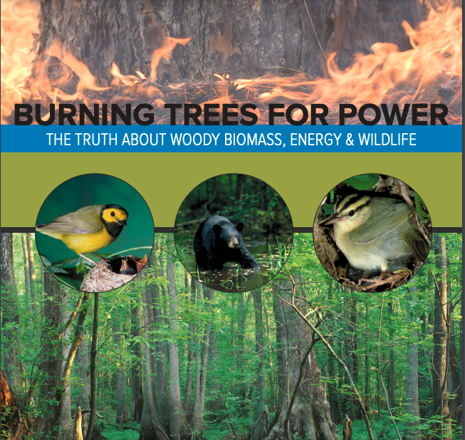 Burning Trees for Power: The Truth About Woody Biomass, Energy ...