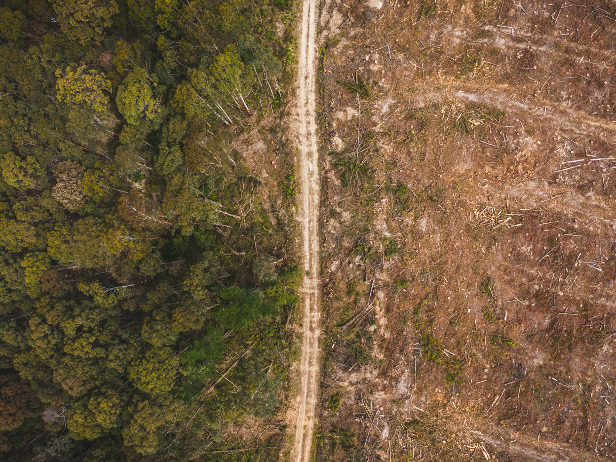 Southern hunters and anglers depend on roadless areas - Southern ...