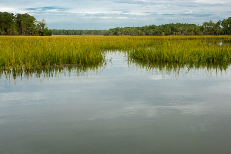 Protecting Southern wetlands a key climate solution - Southern ...