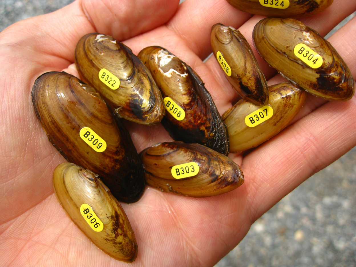 Historic settlement provides lifeline for endangered Southern species ...