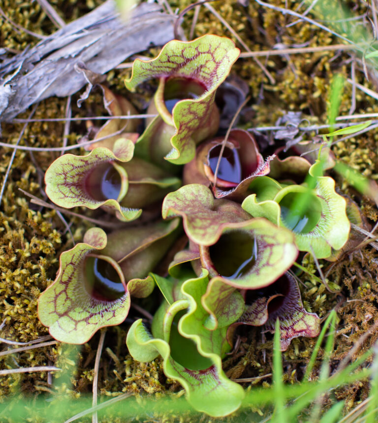 Carnivorous plants: Meet the South's feasting flora - Southern ...