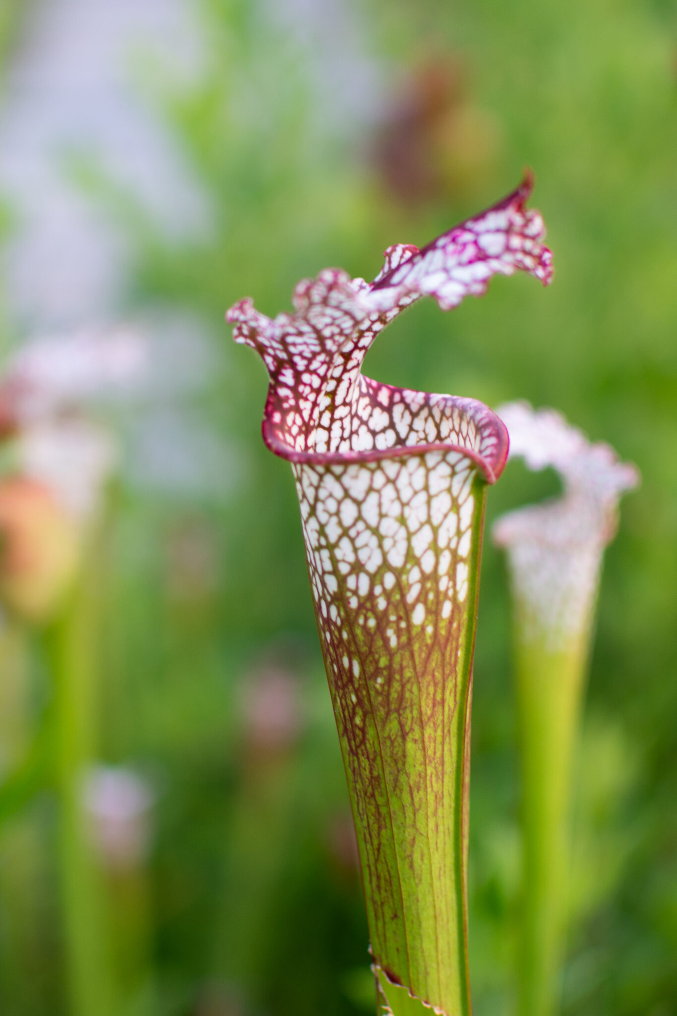 Carnivorous plants: Meet the South's feasting flora - Southern ...