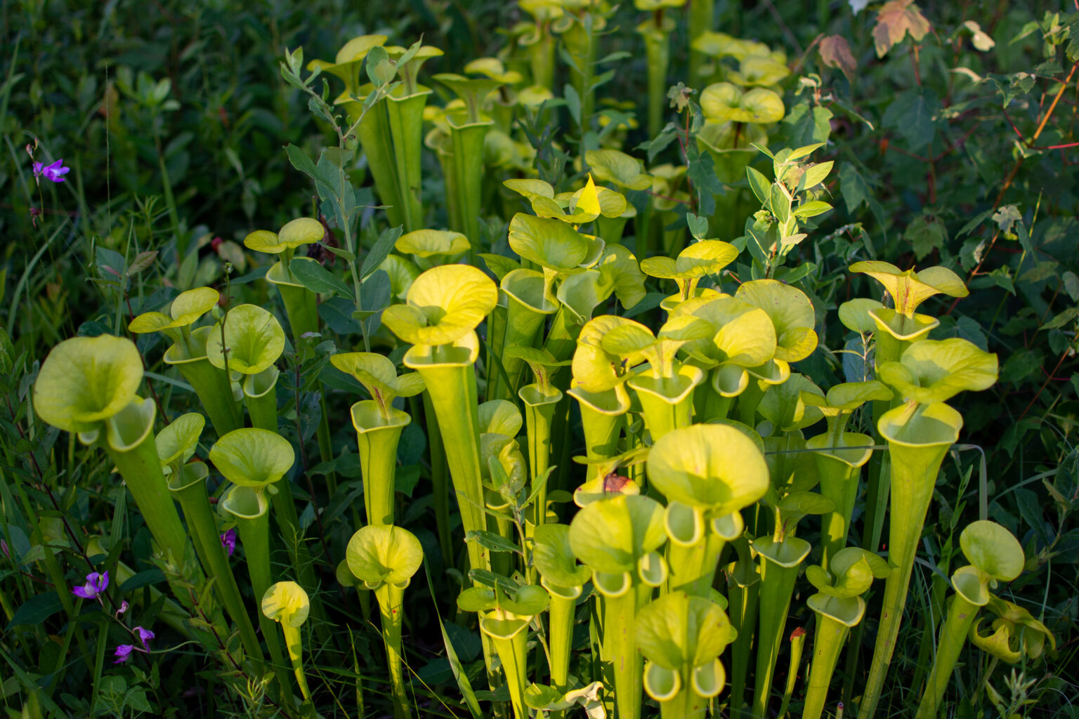 Carnivorous plants: Meet the South's feasting flora - Southern ...