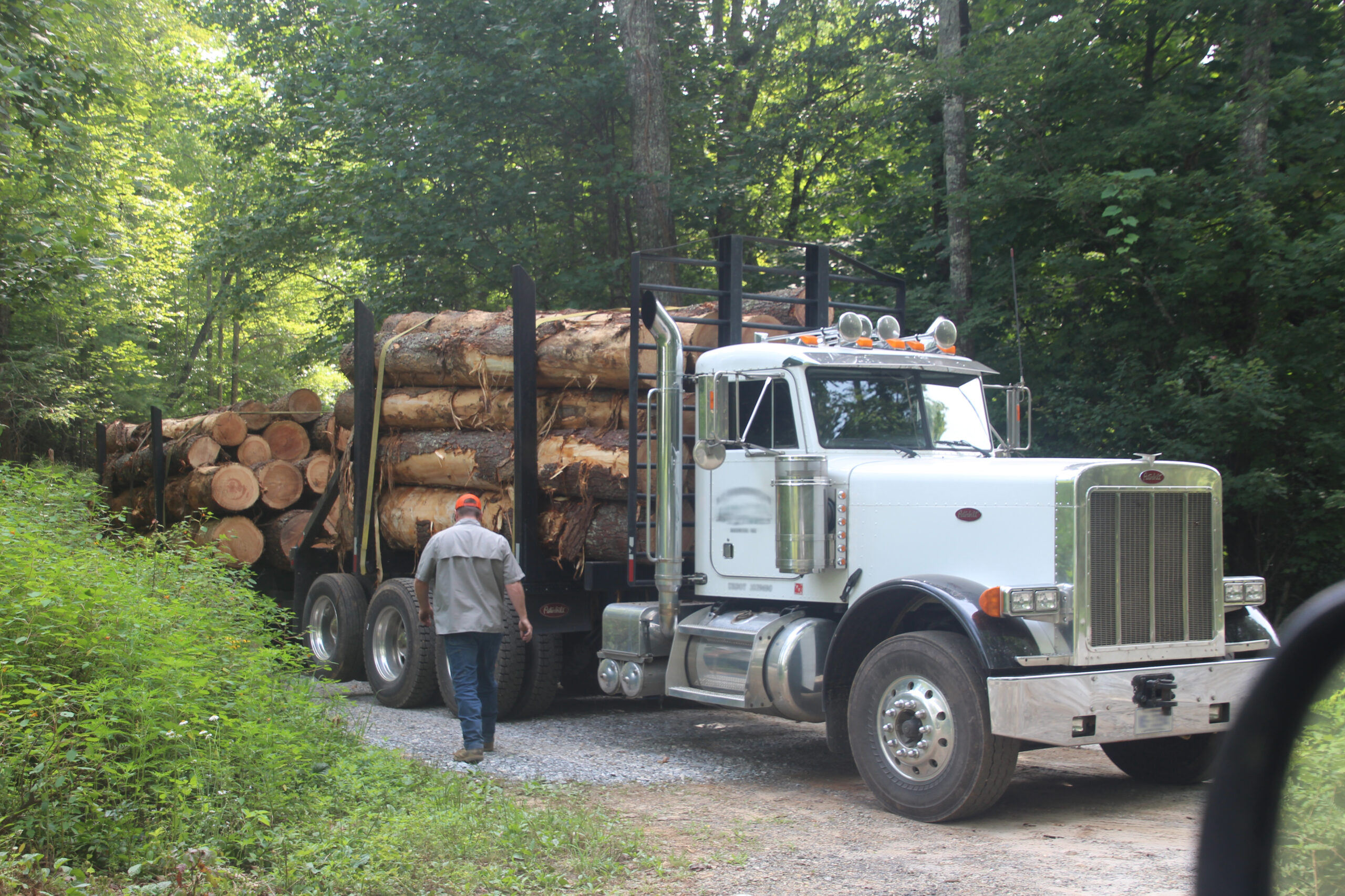Appalachian old growth recklessly put on the chopping block - Southern ...