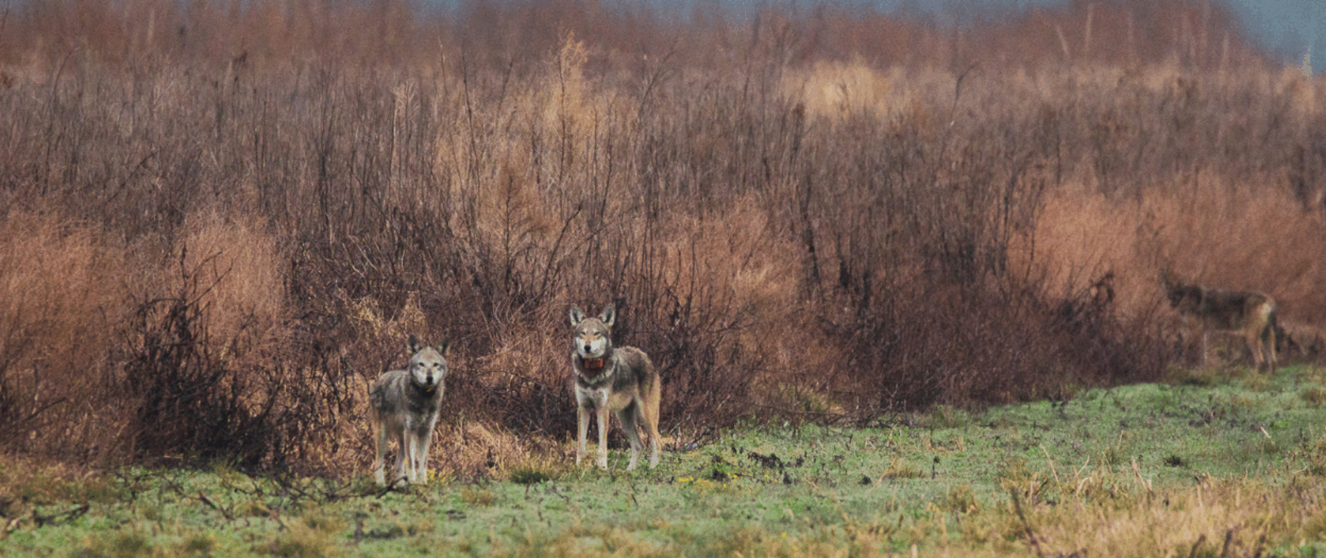 Hope for red wolves - Southern Environmental Law Center